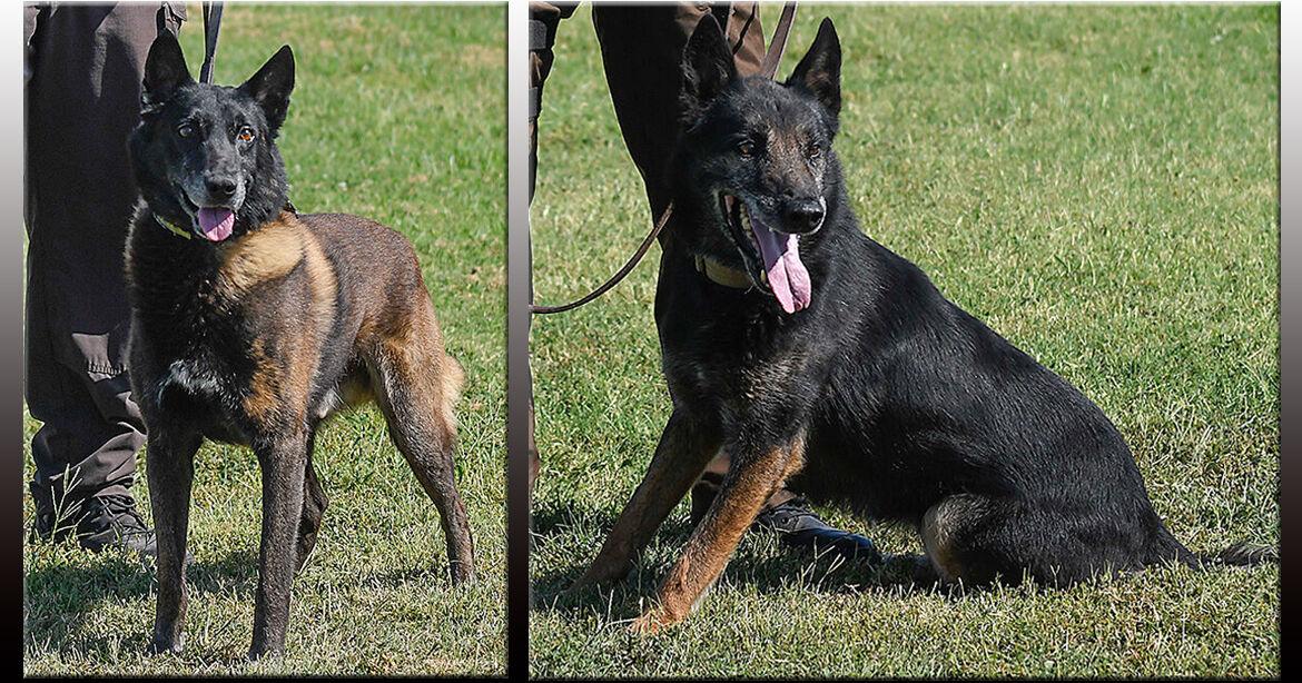 Sheriff's office reports retired K9's death | News | enidnews.com