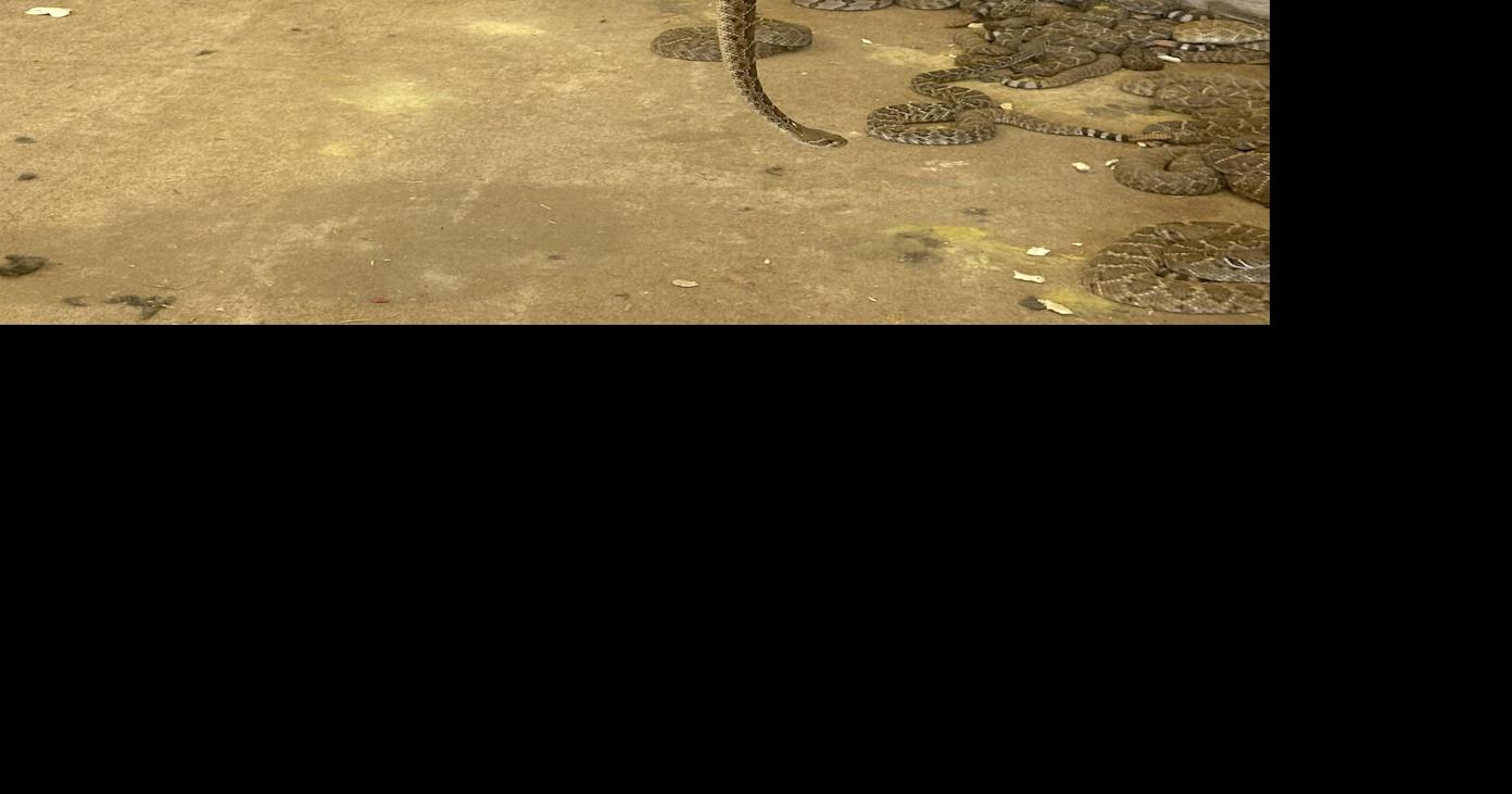 Sounds of hissing fill the air at annual Okeene Rattlesnake Roundup ...