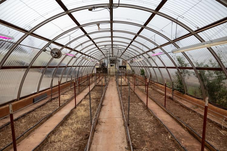 wheat greenhouse