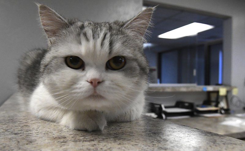 MeWow: The Cat Resort of Enid offers respite for kitties | Local News ...