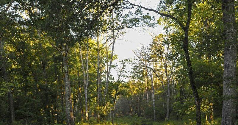 Thinning forest canopy can pay off for landowners | Ag / Energy ...