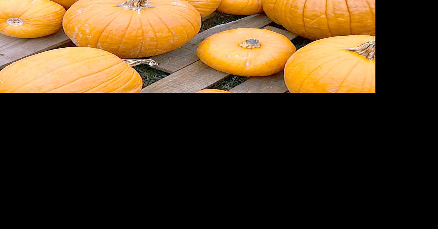 Pumpkins, BBQ top festivities this weekend in NW OK | News | enidnews.com