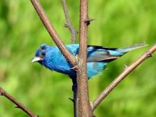 LIFE AT BOOMER LAKE: Birds moving into Payne County | News | enidnews.com