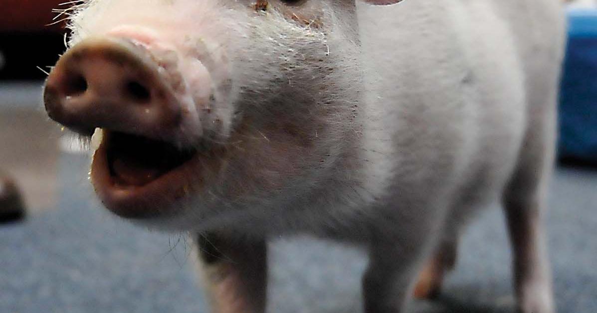 Introducing Lady Olivia Benson, library pig | Local News | enidnews.com