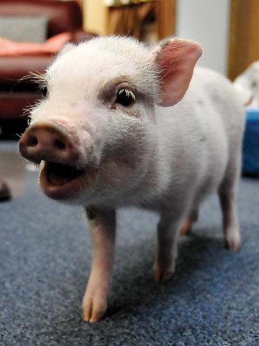 Introducing Lady Olivia Benson, library pig | Local News | enidnews.com