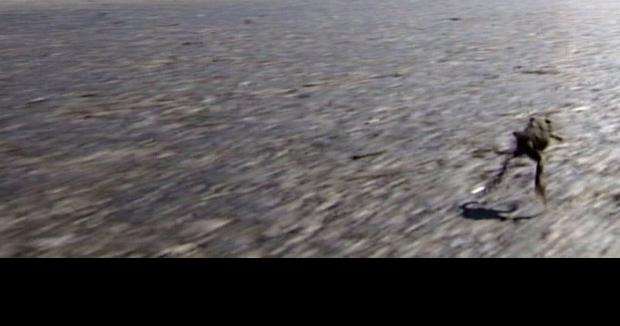 Flood of frogs shuts down major Greek highway | Archives | enidnews.com