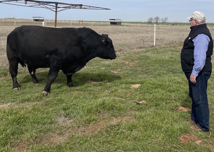 Leading Angus association keeps Pollard busy | Ag / Energy | enidnews.com
