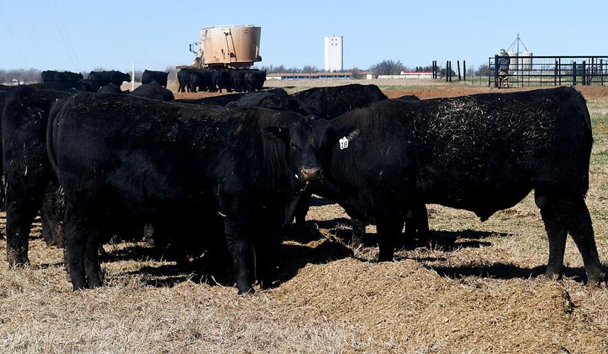 Pollard Farms has operation down to a science | Progress | enidnews.com