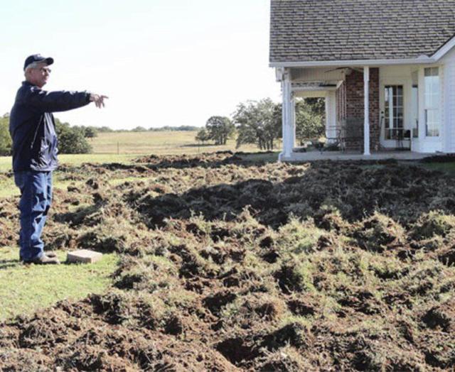 Wildlife Services eliminate record number of feral swine | State ...