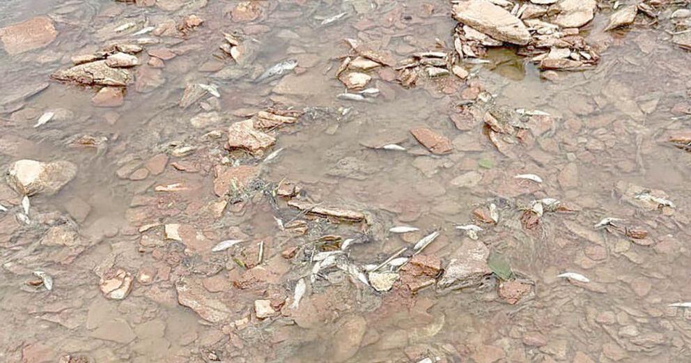 City, ODEQ investigating cause of fish kill | News | enidnews.com