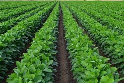 double crop soybeans
