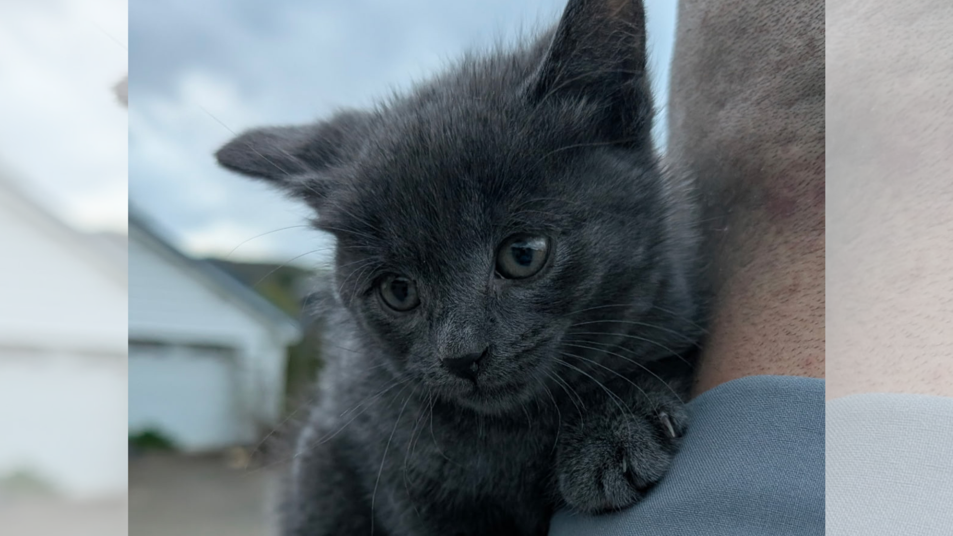 Kitten Thrown from Vehicle in Warren Adopted by Trooper | News ...