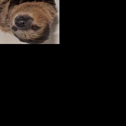 Coconut the Two Toed Sloth Has Passed Away | News | erienewsnow.com
