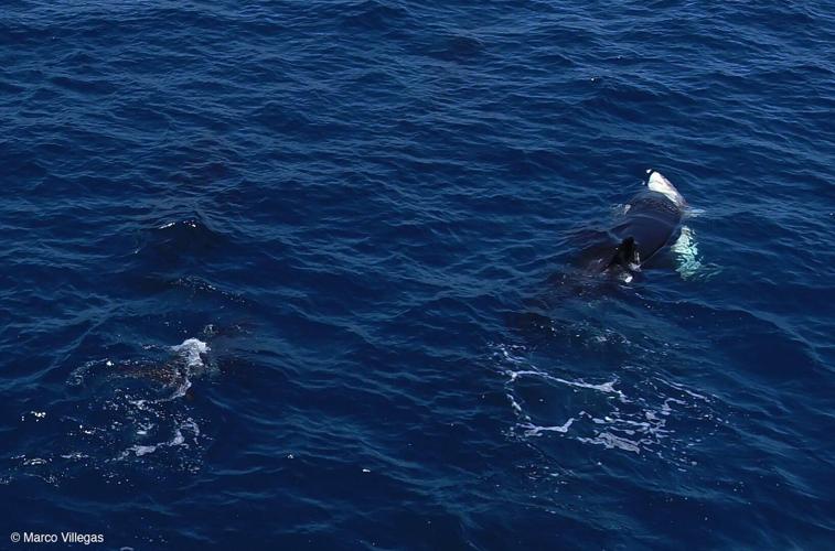 Killer whales filmed hunting down and eating great white sharks ...