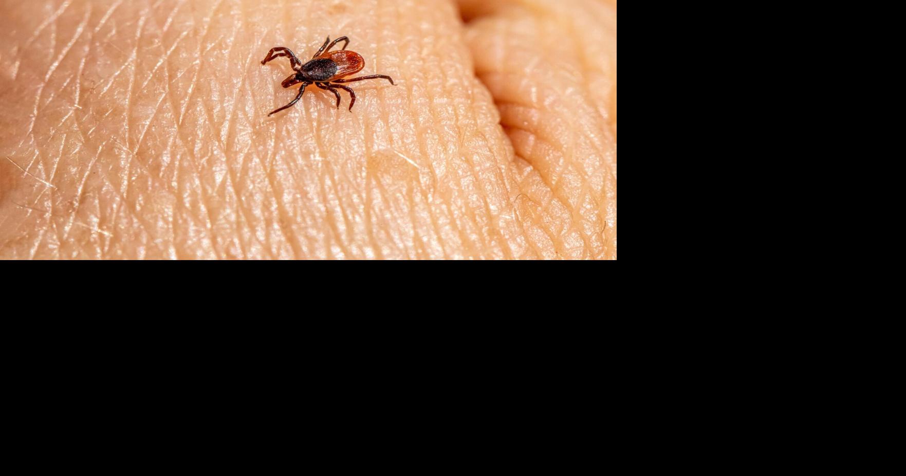 Student Art Competition Raises Lyme Disease Awareness | News ...