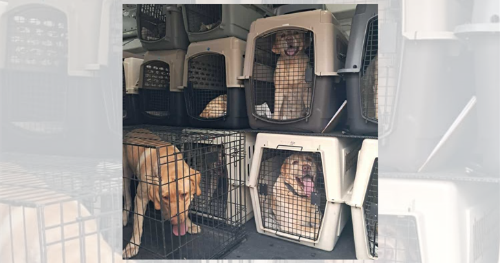 ANNA Shelter Rescues 14 Dogs From Central Pennsylvania | Archive ...