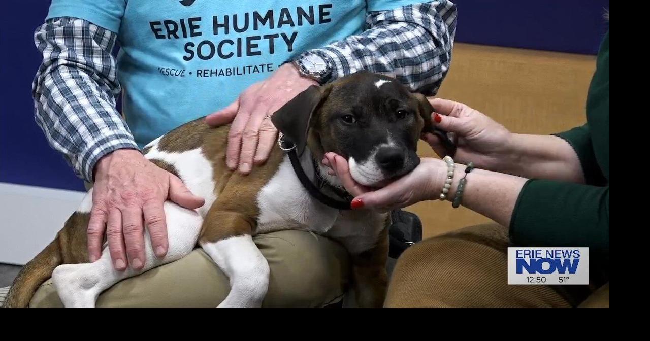 Finding Furever Families: Hagrid | Featured | erienewsnow.com