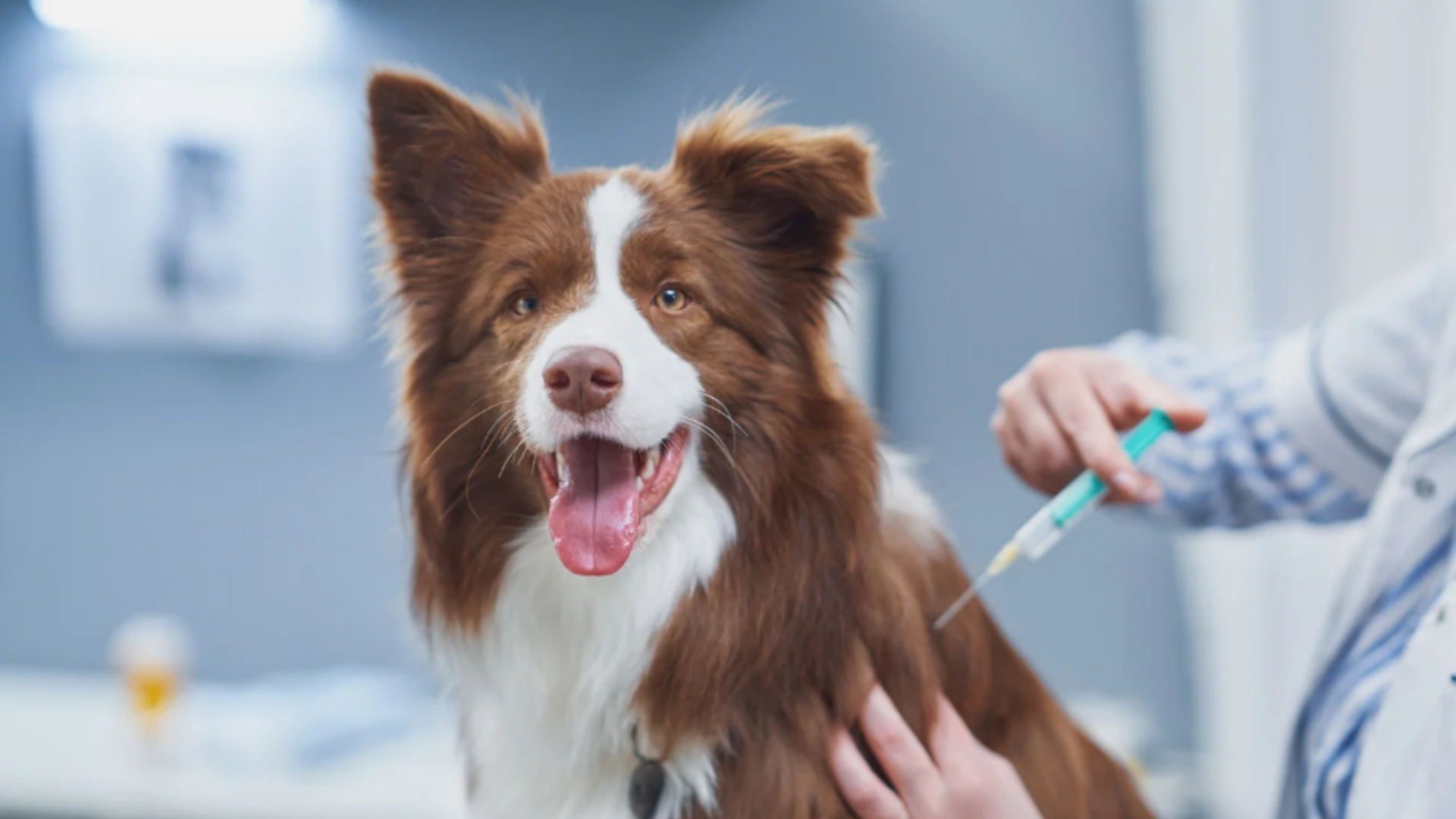 Protecting New York Pets One Rabies Shot at a Time | News | erienewsnow.com