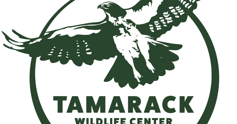 Tom Ridge Center to Screen Bald Eagle Rehabilitation Film | News ...
