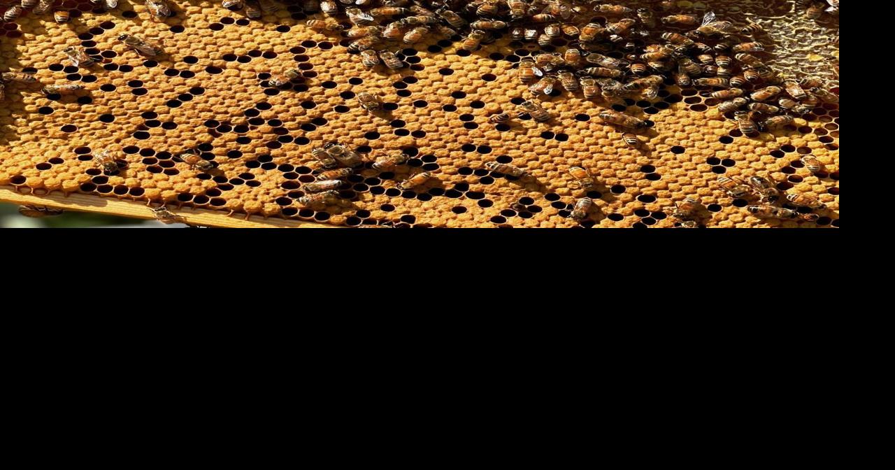 How honeybees make ‘baby food’ for their larvae | National ...