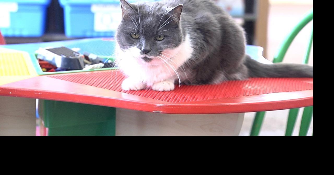 Love for Libby the Library Cat | | erienewsnow.com