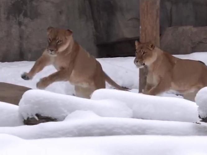 Lions caught on camera playing in first snow of the season | National ...