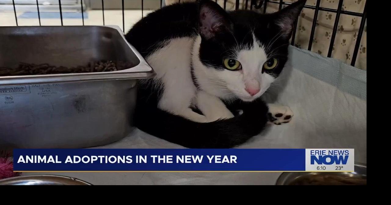 Petco Adoption Event | Latest Video | erienewsnow.com