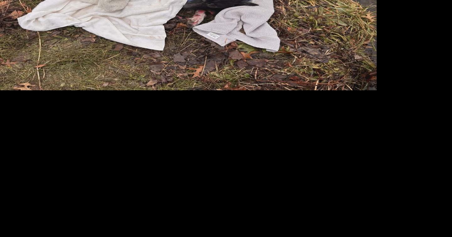 WARNING DISTURBING IMAGES: Severe Animal Cruelty Case in Erie | News ...
