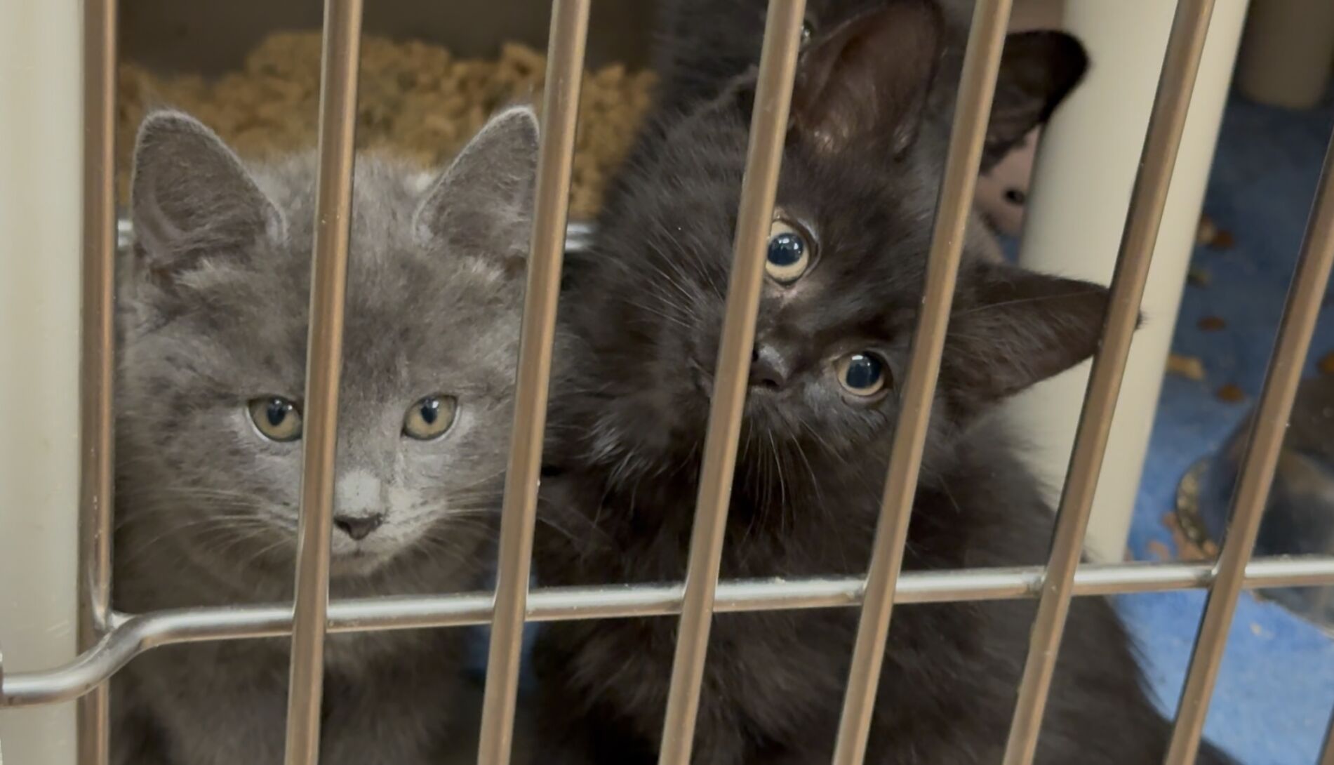 Erie Humane Society Urges Fostering as Kitten Season Peaks | News ...
