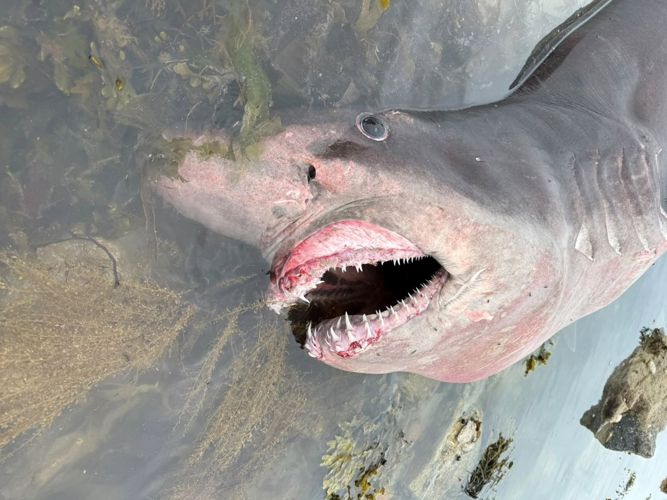 Massive shark usually found in New Jersey washes up in England ...