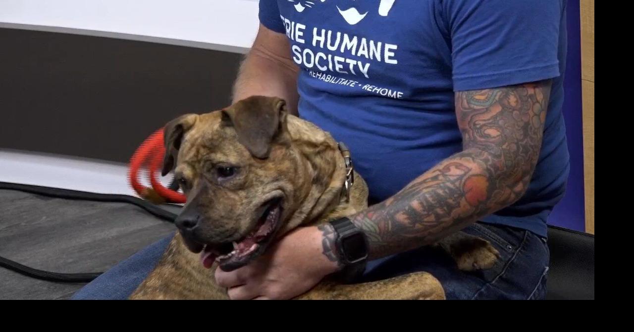 Finding Furever Families: Scooby | Latest Video | erienewsnow.com