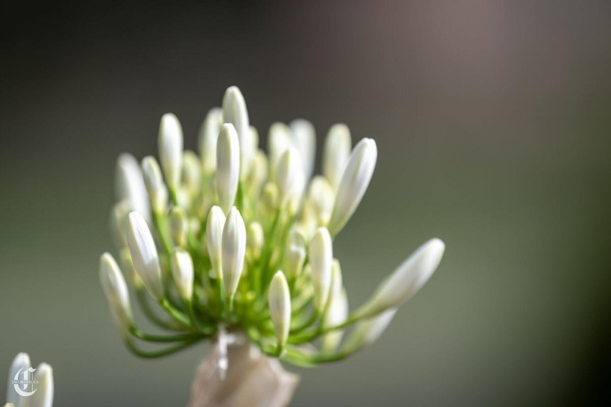 Penn State, feminism, tradition, gen z | State | erienewsnow.com