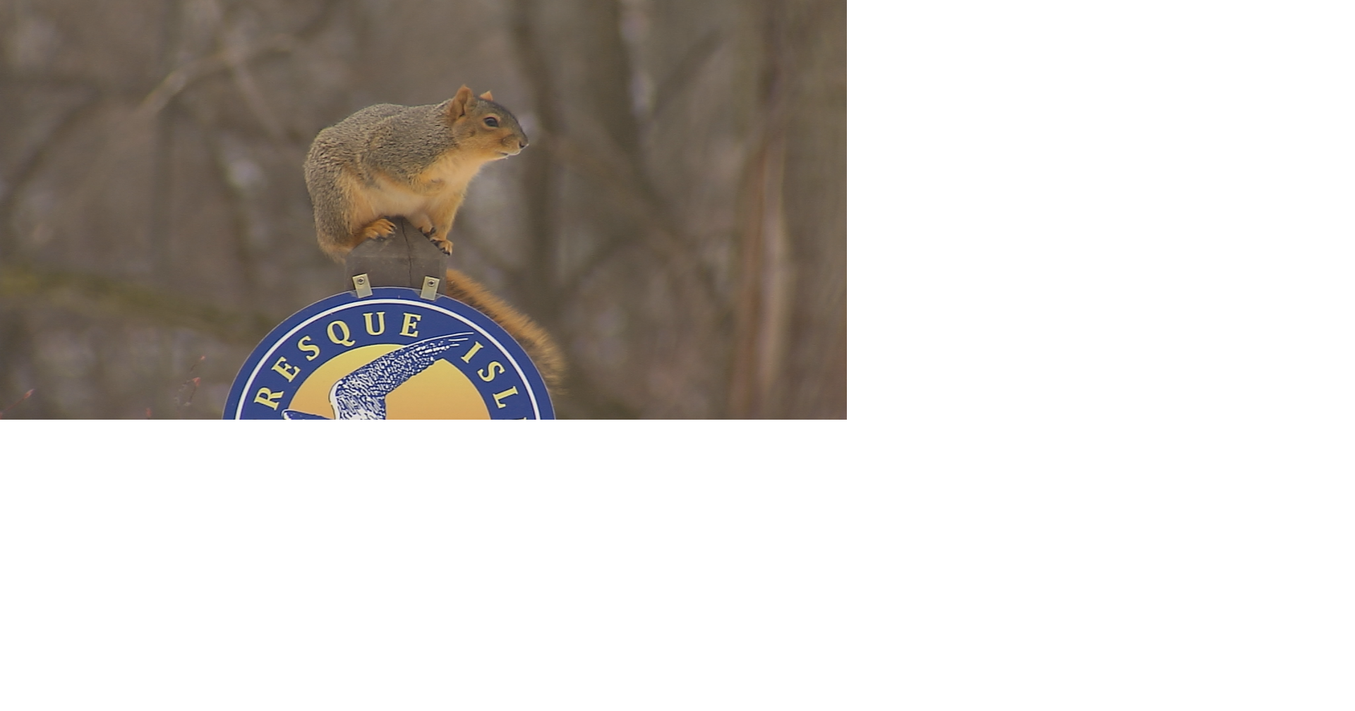 The Last Word: Celebrating Squirrel Appreciation Day | Local News ...