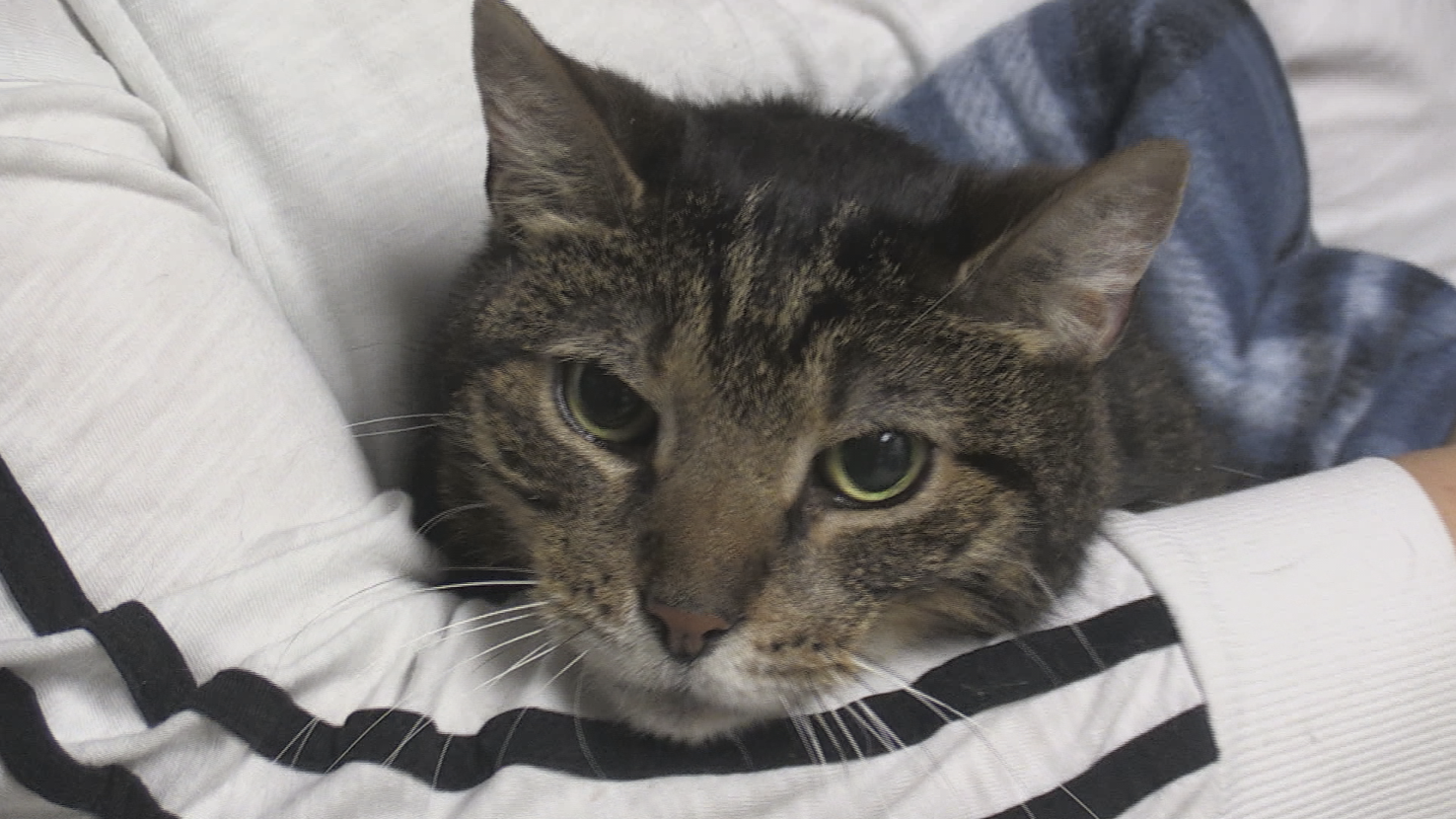The Erie Humane Society is trying to reunite a cat and owner | Local ...