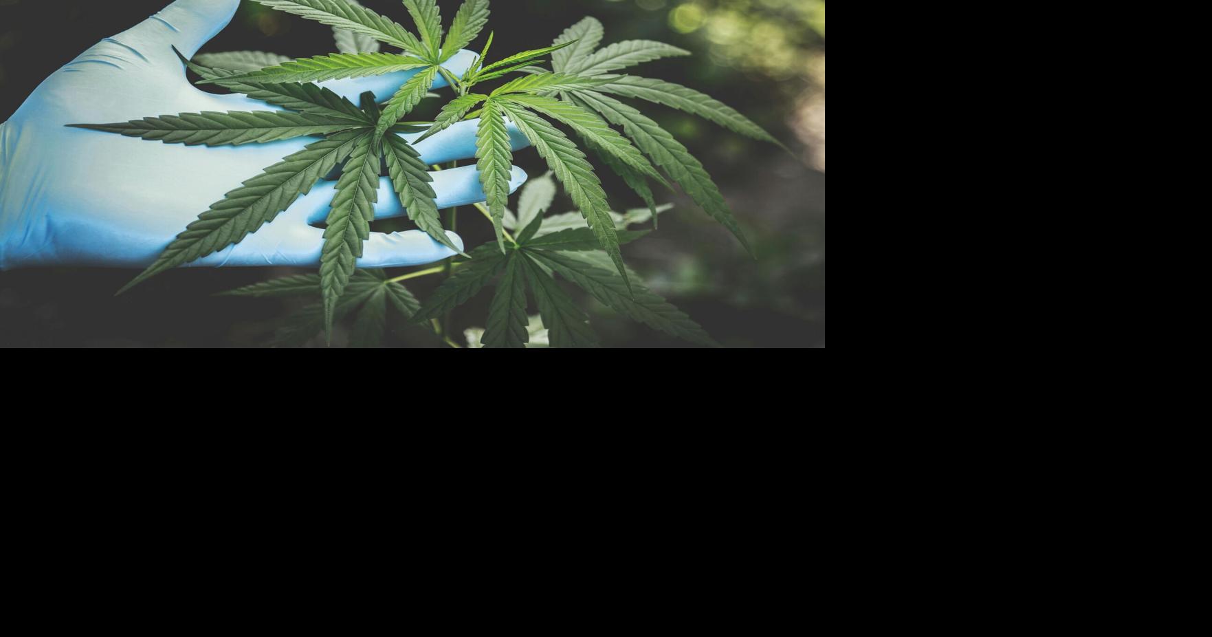 Laughlin Supports Trump's Marijuana Reclassification Order | News ...