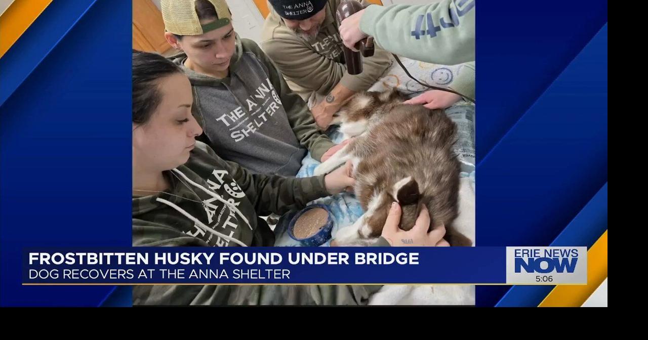 Frostbitten Husky Found Under Bridge | News | erienewsnow.com