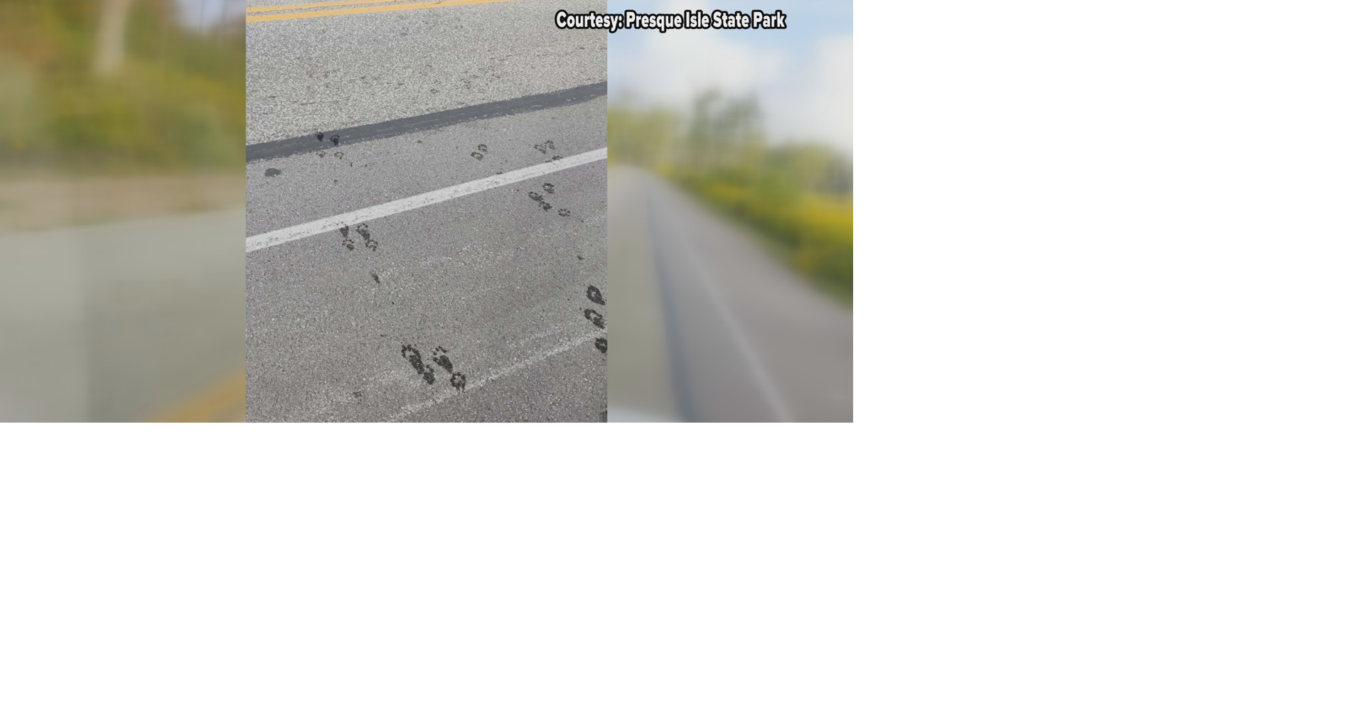 Otter Crossing: Playful Animals Spotted at Presque Isle | News ...