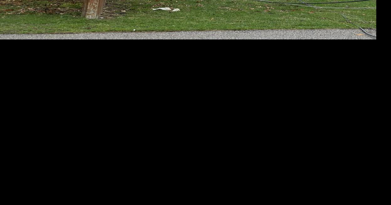 Fallen Trees and Branches Removal Reminder for Residents | News ...