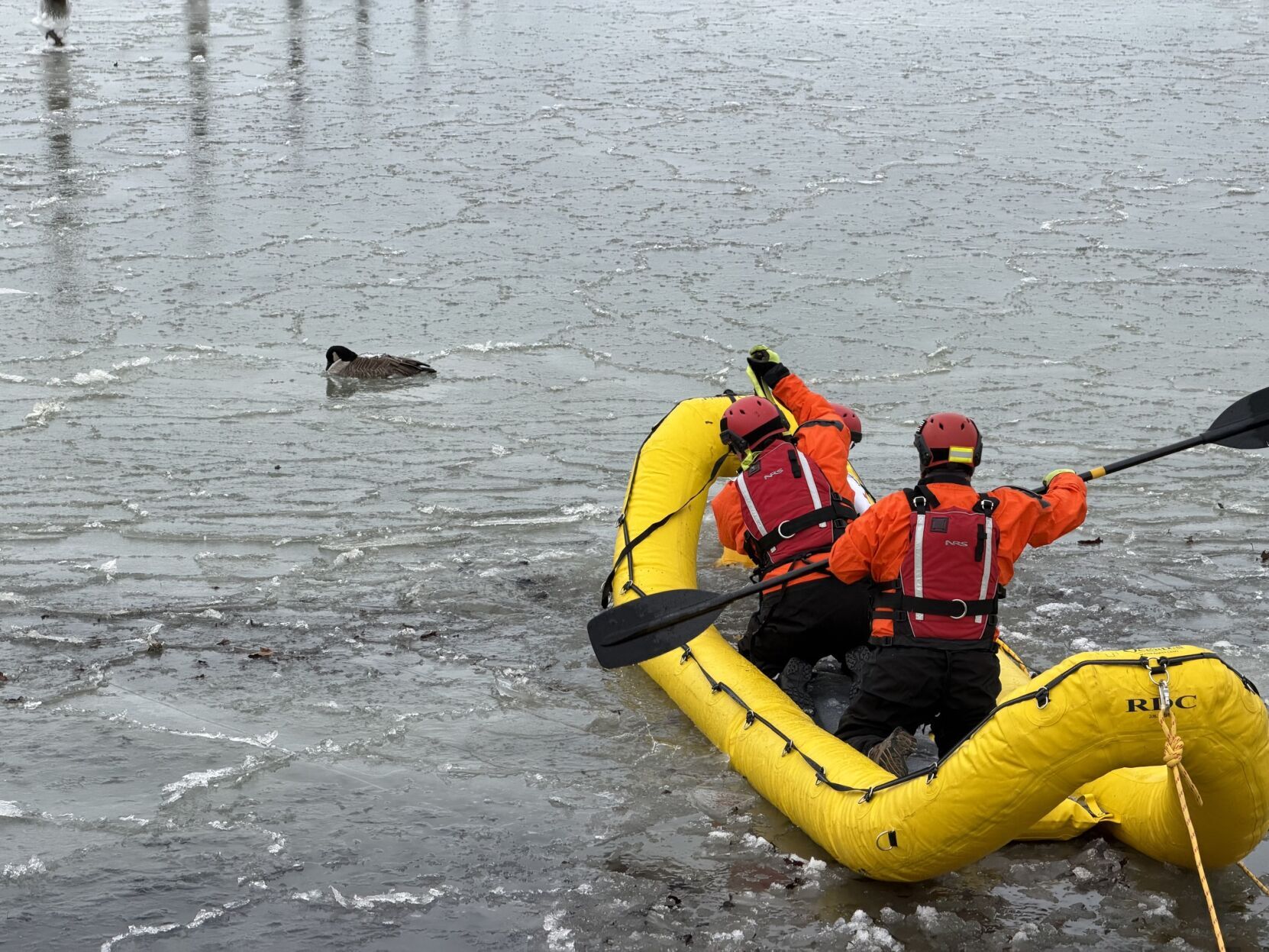 Teamwork Saves Canadian Goose Trapped in Frozen Marina | News ...