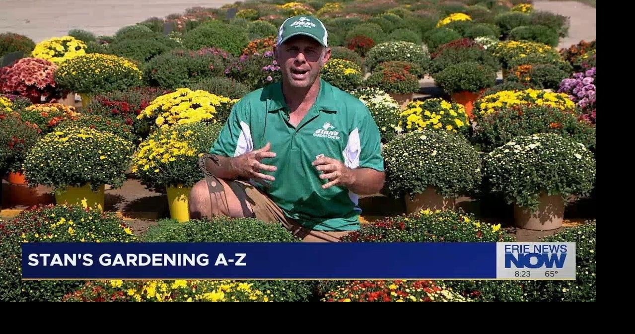 Stan's Gardening A-Z: All About Mums | Do-not-import | erienewsnow.com