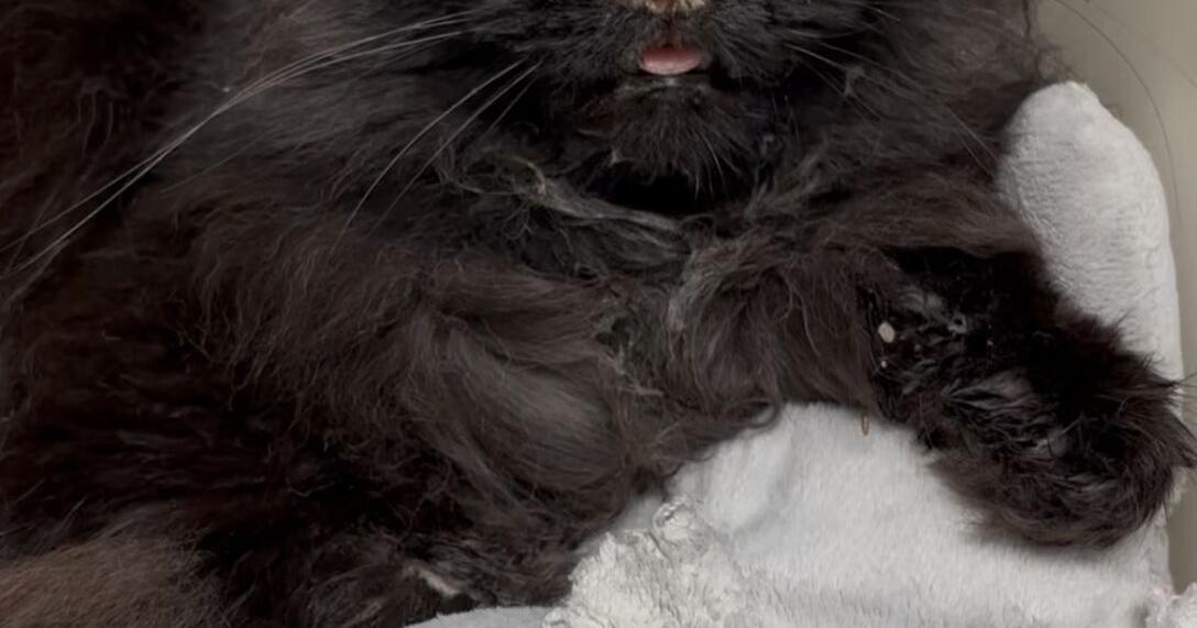 Frostbitten Cat Olive Passes Away at Humane Society. | News ...