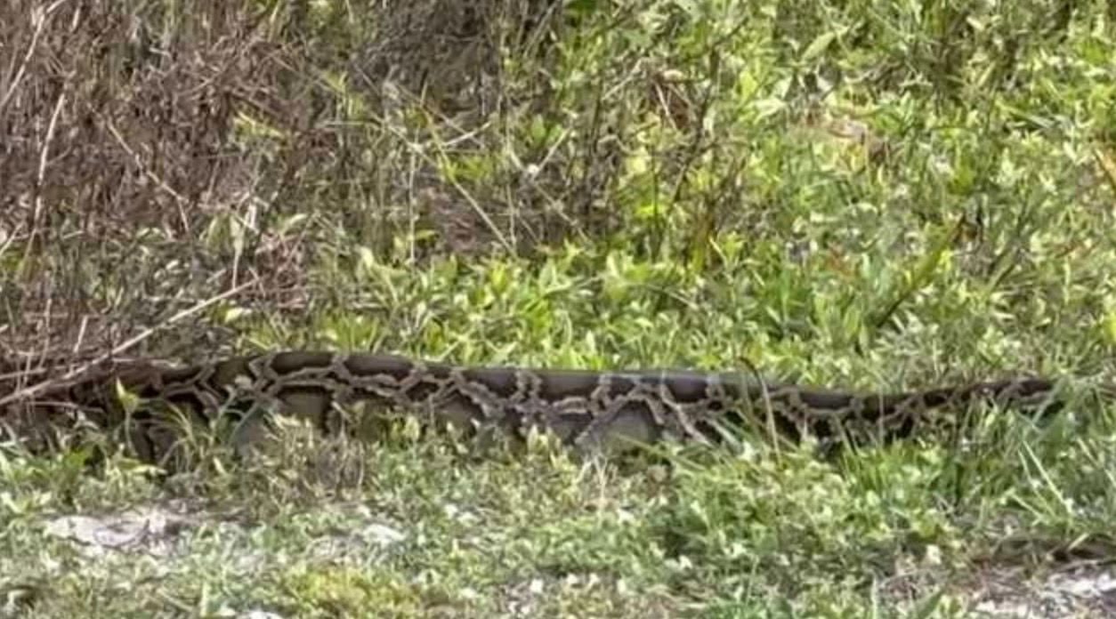 School pick up turns into python sighting on Marco Island | Regional ...