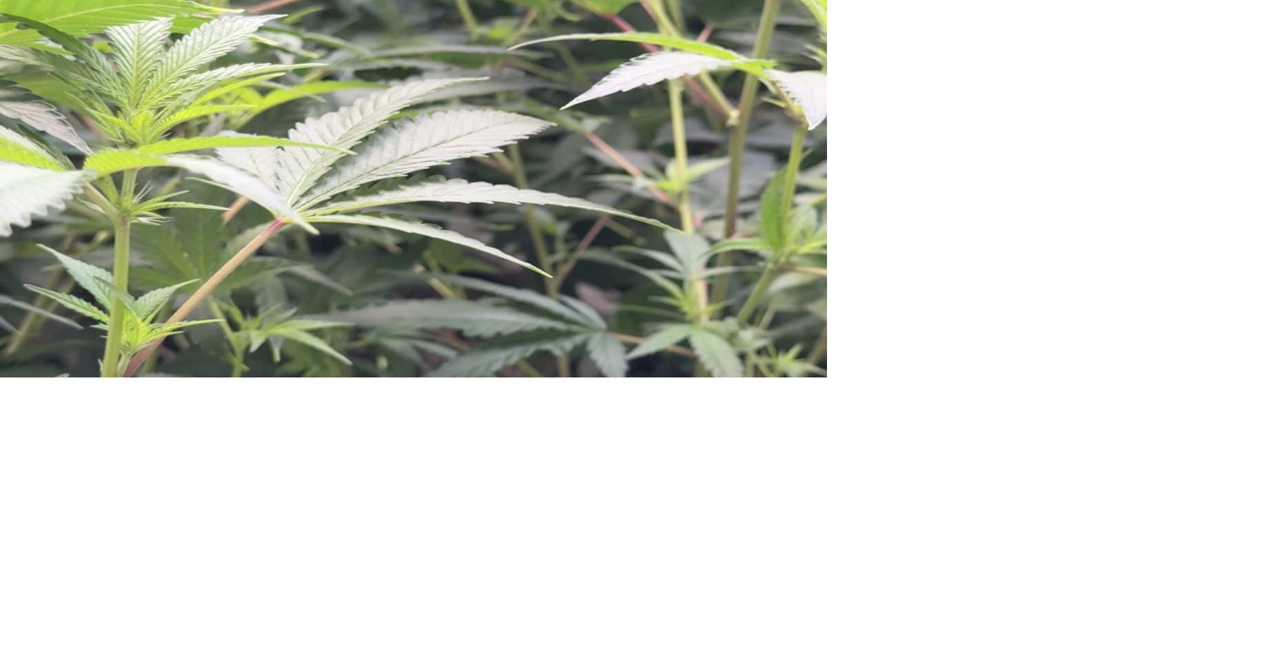 In the Weeds: Dissecting the Cannabis Plant’s Effects | Harrisburg ...