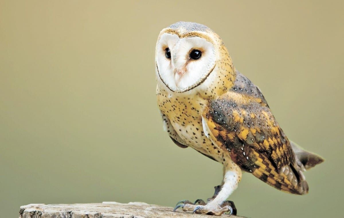 Tribal Barn Owl