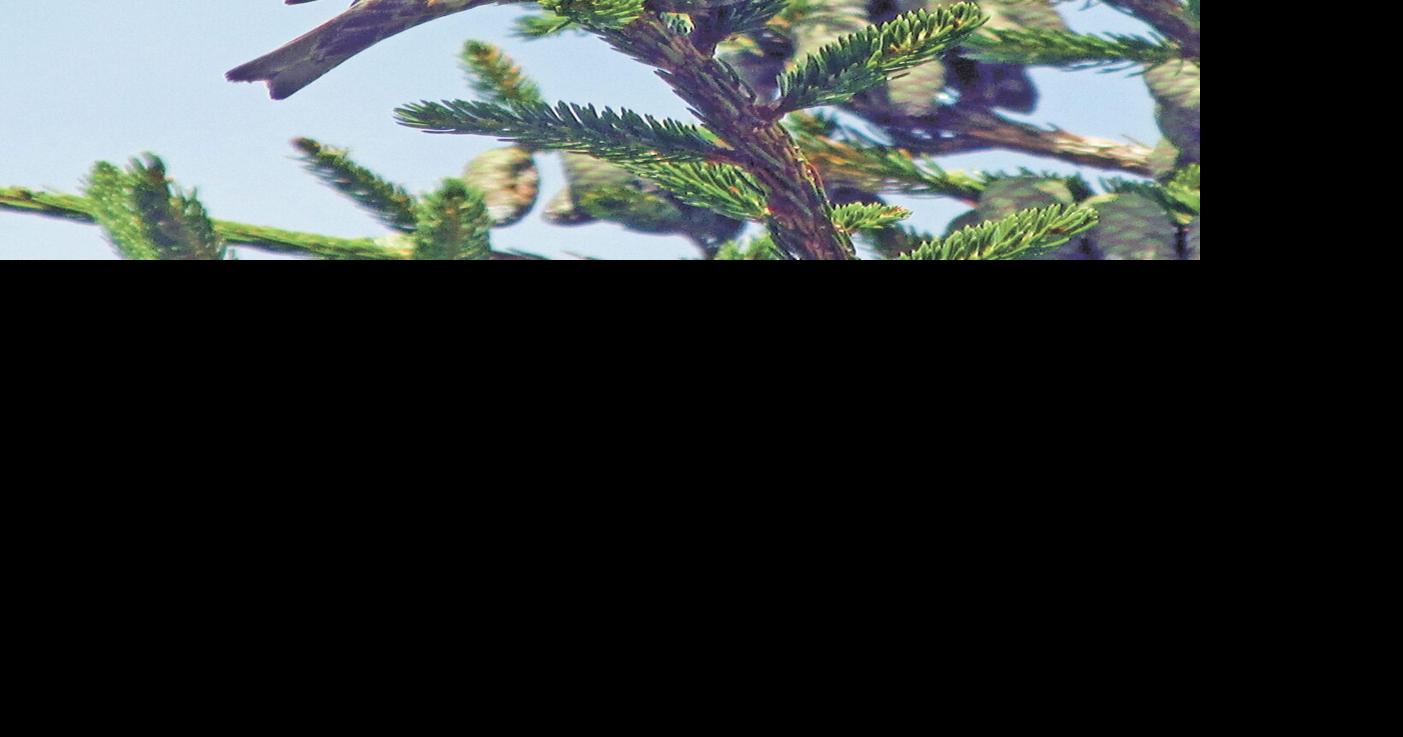 Feathered Friends – Dreaming of winter finches | Community News ...