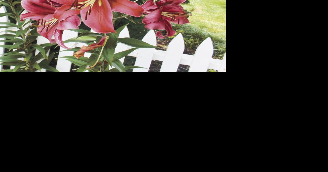 Consider the lilies… | Living | erwinrecord.net