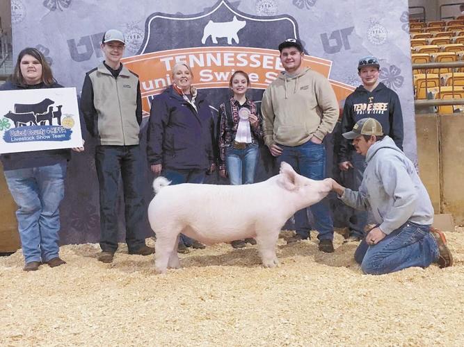 Proud pigs on parade: Local students compete at Tennessee State Junior ...