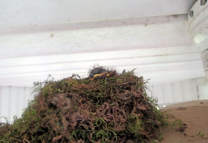 Phoebe’s return promises more migrants on their way back | Living ...