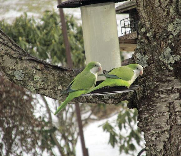 No native parakeets remain in United States | Living | erwinrecord.net