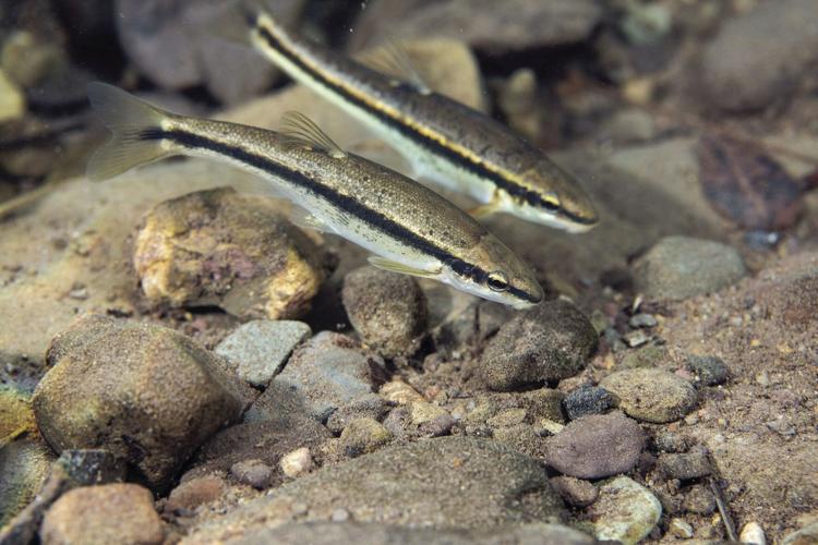 Small Fry: Sessions offer introduction to microfishing | Living ...